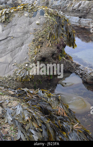 Honeycomb worm reef Stock Photo - Alamy
