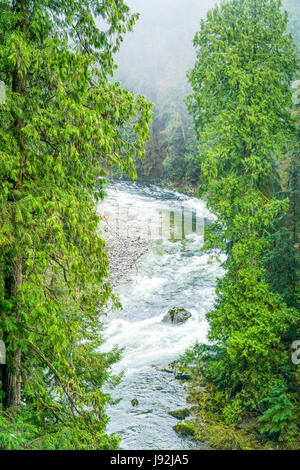 Canadian rain forest with green trees. Early morning fog in winter ...