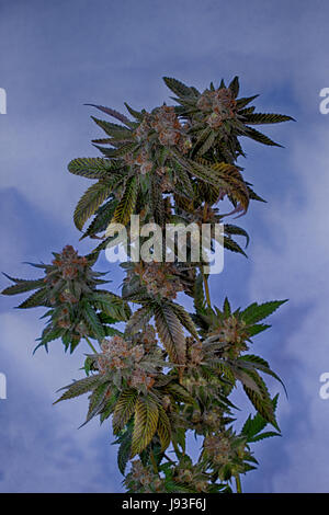 Medical marijuana plants set on colored backgrounds to show colorful ...