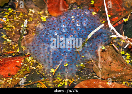 amphibian, propagation, spawn, tadpole, polliwog, animal, amphibian ...