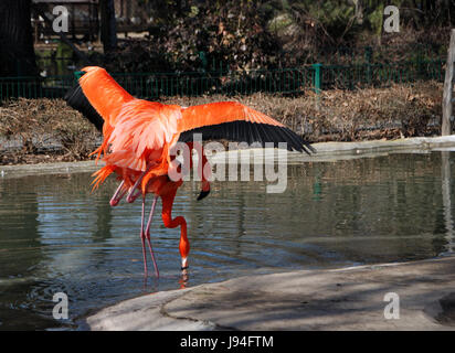 8 flamingos climb Stock Photo - Alamy