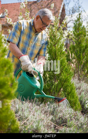 Senior gardener watering plant on table at home Stock Photo - Alamy