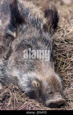 sleeping wild boars in the straw Stock Photo - Alamy
