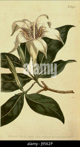 Rothmannia capensis is a flowering plant species native to southern ...