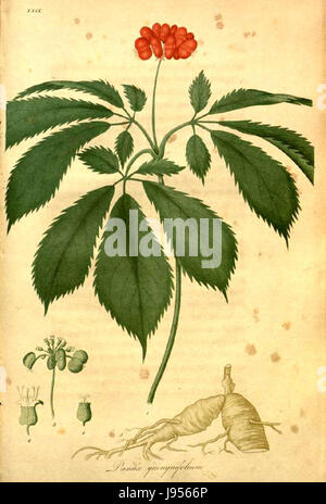 American ginseng (Panax quinquefolius Stock Photo - Alamy