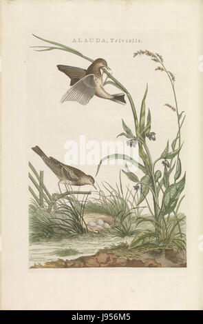 Nederlandsche Vogelen (Dutch Birds) is a book series documenting ...