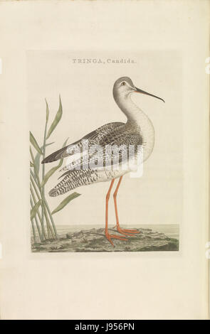 The Book of Birds is a detailed and illustrated work housed at the ...
