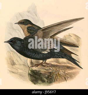 Purple martin birds Progne subis fly and perch on a house over a pond ...