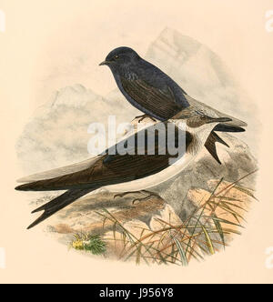 Purple martin birds Progne subis fly and perch on a house over a pond ...
