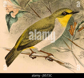 Zosterops anomalus anomalus 1898 Stock Photo - Alamy