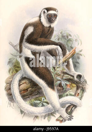 Propithecus verreauxi 1894 Stock Photo - Alamy
