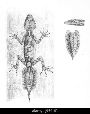 Saltuarius cornutus 1897 Stock Photo - Alamy