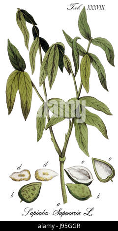 Sapindus saponaria, commonly known as the soapberry tree, is a tropical ...