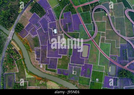 Suqian, Suqian, China. 3rd June, 2017. Suqian, CHINA-June 3 2017 ...