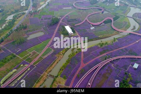 Suqian, Suqian, China. 3rd June, 2017. Suqian, CHINA-June 3 2017 ...