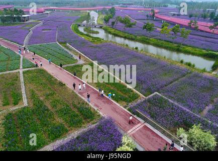 Suqian, Suqian, China. 3rd June, 2017. Suqian, CHINA-June 3 2017 ...