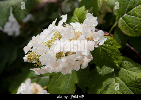 Oakleaf Hydrangea Jetstream flowers (Hydrangea quercifolia) - USA Stock ...