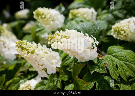 Oakleaf Hydrangea Jetstream flowers (Hydrangea quercifolia) - USA Stock ...