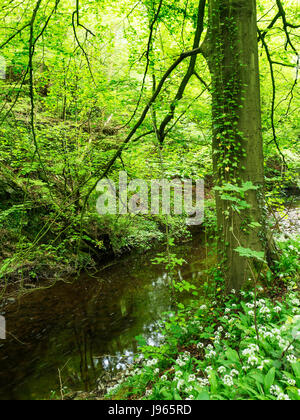 Wild Garlic by Eller Beck in Skipton Castle Woods in Spring Skipton ...