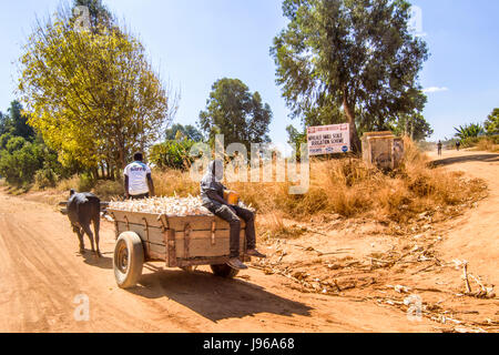 Man driving an ox cart carrying a load of maize just harvested from his ...