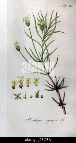 Plantago cynops Ypey41-original Stock Photo - Alamy