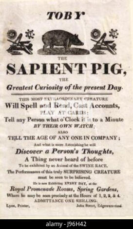Toby the sapient pig Stock Photo - Alamy