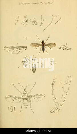 This plate from Volume I of 'Zoological Illustrations' presents a ...