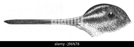 Natural History, Birds - Snipe head Stock Photo - Alamy