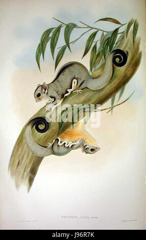 Petaurus breviceps 2 Gould Stock Photo - Alamy