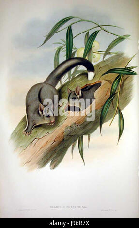 Petaurus breviceps 2 Gould Stock Photo - Alamy