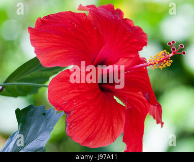 Hibiscus Red Hawaiian Stock Photo - Alamy