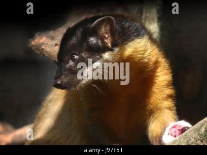 Southeast Asian Yellow Throated Marten (Martes flavigula) eating a ...