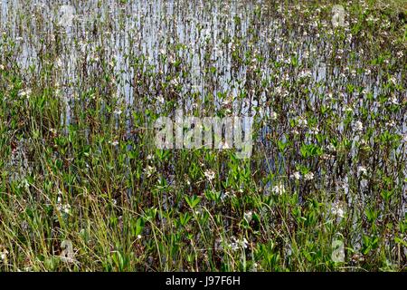 Bog Bean beans bogbean Menylanthes triolata growing on the edge of a ...