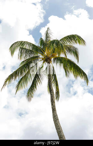 high palm tree to the sky view Stock Photo - Alamy