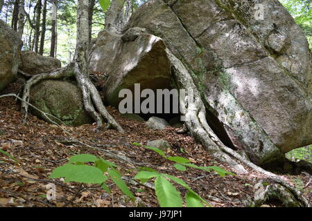Tree roots growing over a rock Stock Photo - Alamy