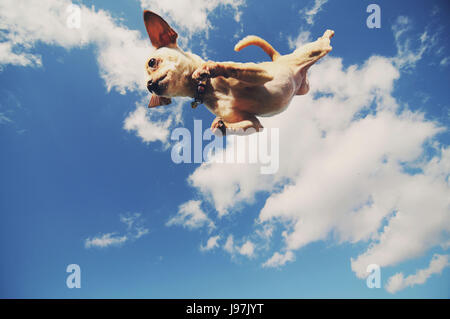 chihuahua dog flying and jumping in the air , blue sky as backdrop ...