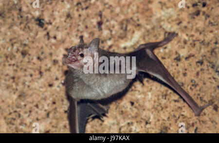COMMON VAMPIRE BAT Stock Photo - Alamy