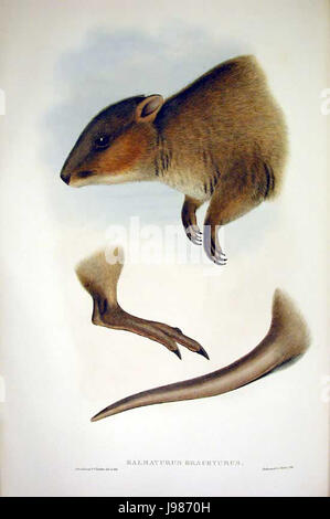 Setonix brachyurus 2 Gould Stock Photo - Alamy