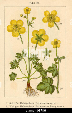 Ranunculus spp Sturm48 Stock Photo - Alamy