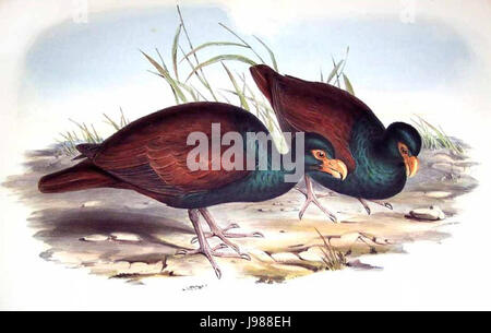 Tooth-billed Pigeon, Didunculus strigirostris Stock Photo: 184264715 ...