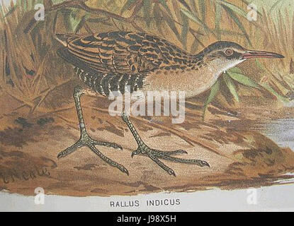 Rallus indicus hm Stock Photo - Alamy