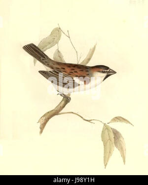 Cape Verde Sparrow (Passer iagoensis) adult male at entrance to nest in ...