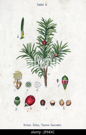 European yew (Taxus baccata) is an evergreen tree native to western ...