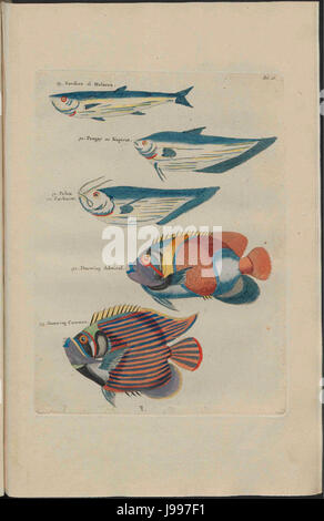 UB Utrecht - Louis Renard - 1782 - Natuurlyke Historie - page 94 Stock ...