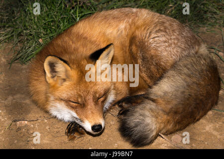 Relaxing European red fox (Vulpes vulpes) lying on the ground. Red Foxes are adaptable and ...