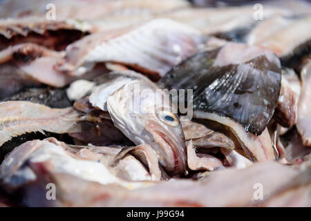 Fish waste in a crate at a fishing harbour Stock Photo - Alamy