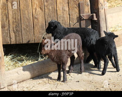 newborn breton dwarf sheep lamb in tierpark sababurg Stock Photo - Alamy