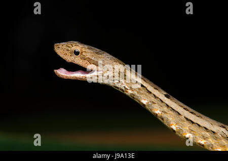 Common Mock Viper (Psammodynastes pulverulentus) from Kaeng Krachan ...