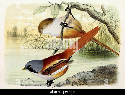 Panurus biarmicus 1869 Stock Photo - Alamy