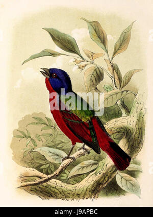 A vibrant painted bunting (Passerina ciris) bird flying Stock Photo - Alamy